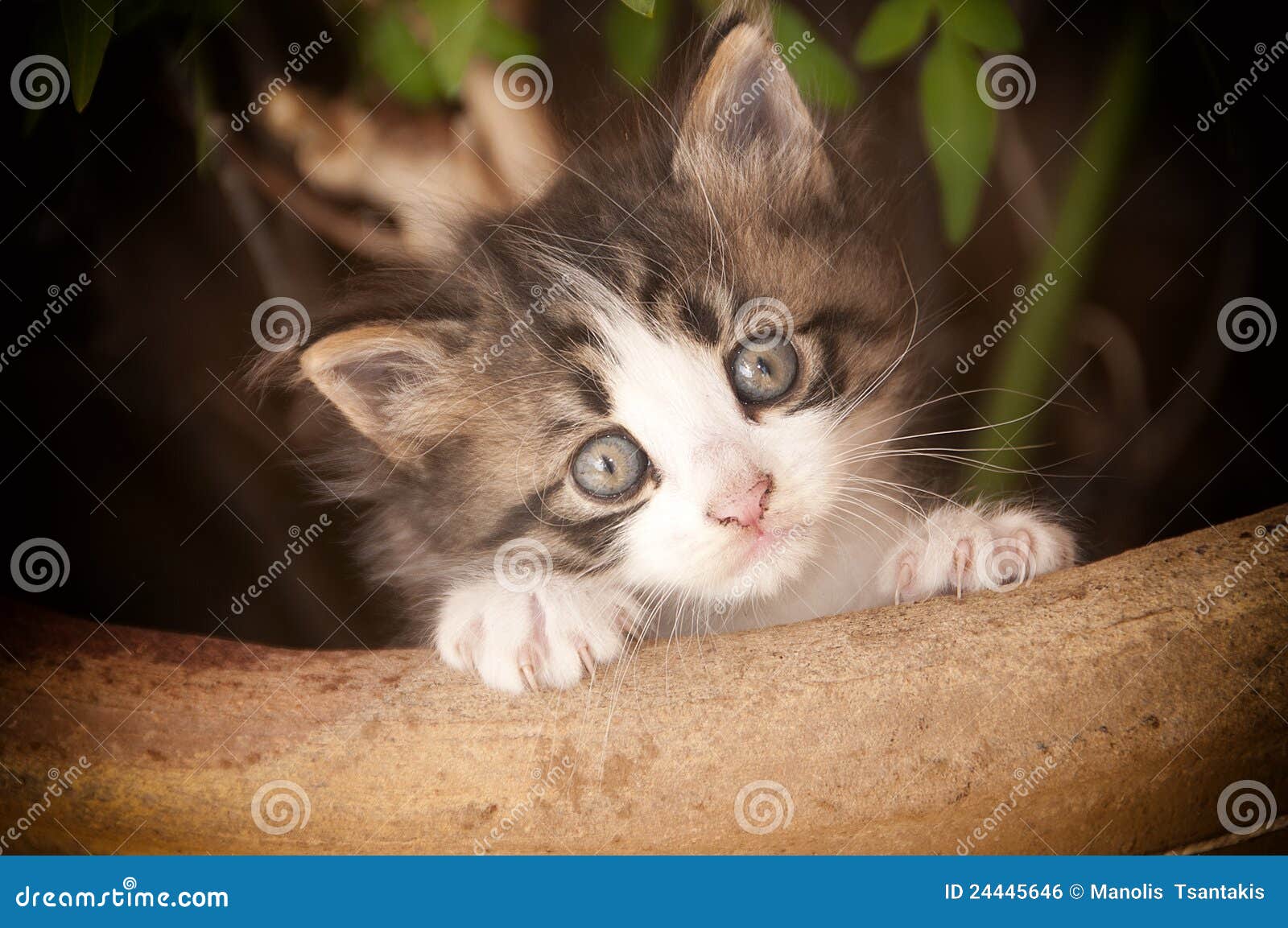 Sweet cat stock photo. Image of domestic, creatures, looking - 24445646