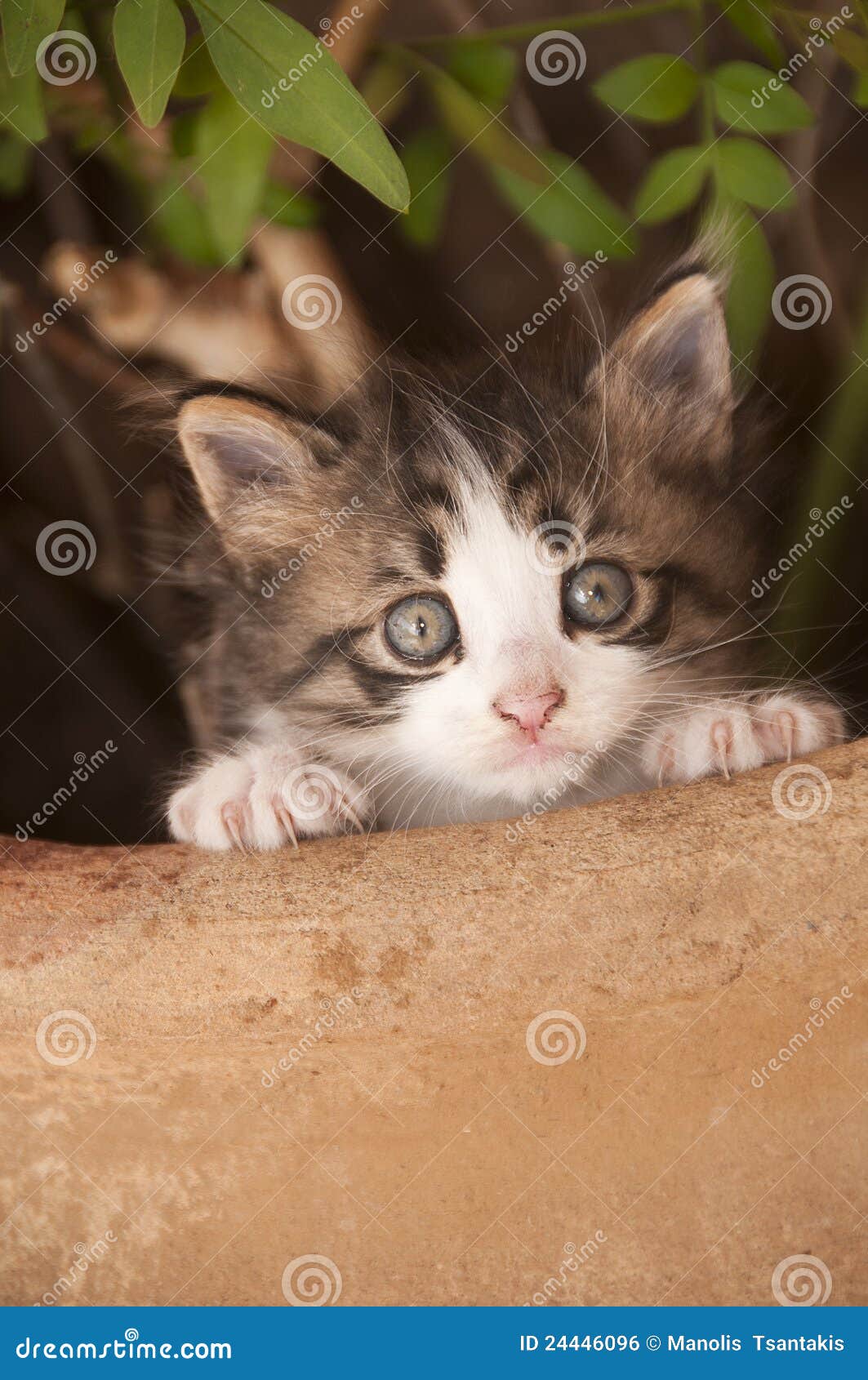 Sweet cat stock photo. Image of animal, creature, looking - 24446096