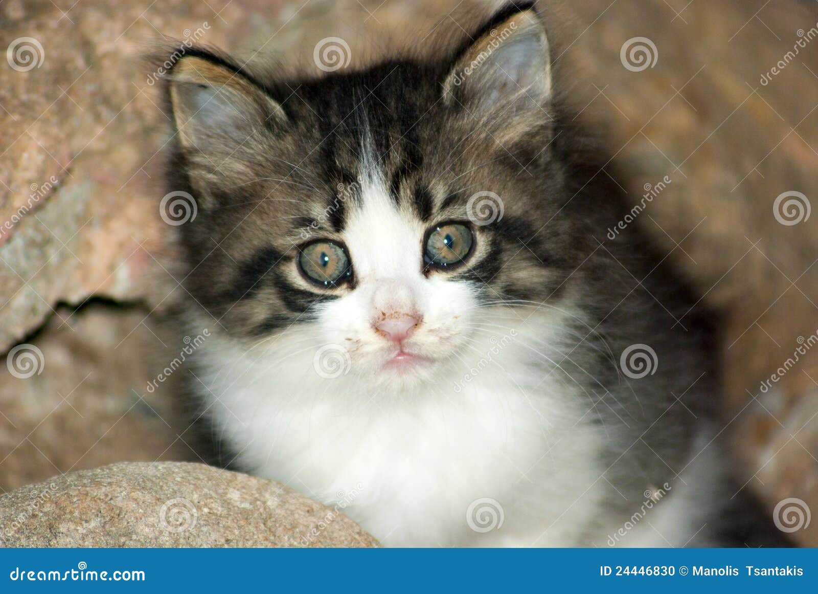 Sweet cat stock photo. Image of creature, mammal, small - 24446830