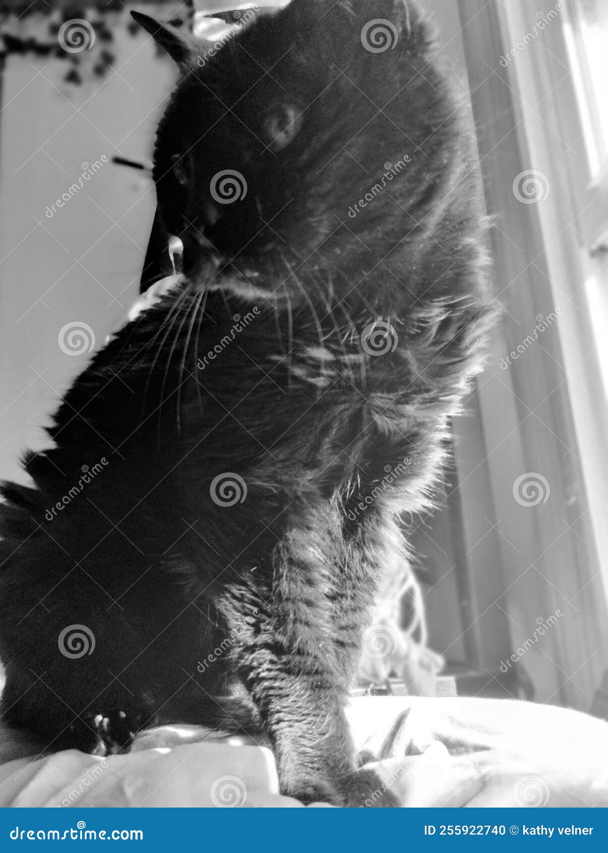 A Sweet Cat Basking in the Sun Stock Photo - Image of monochrome ...