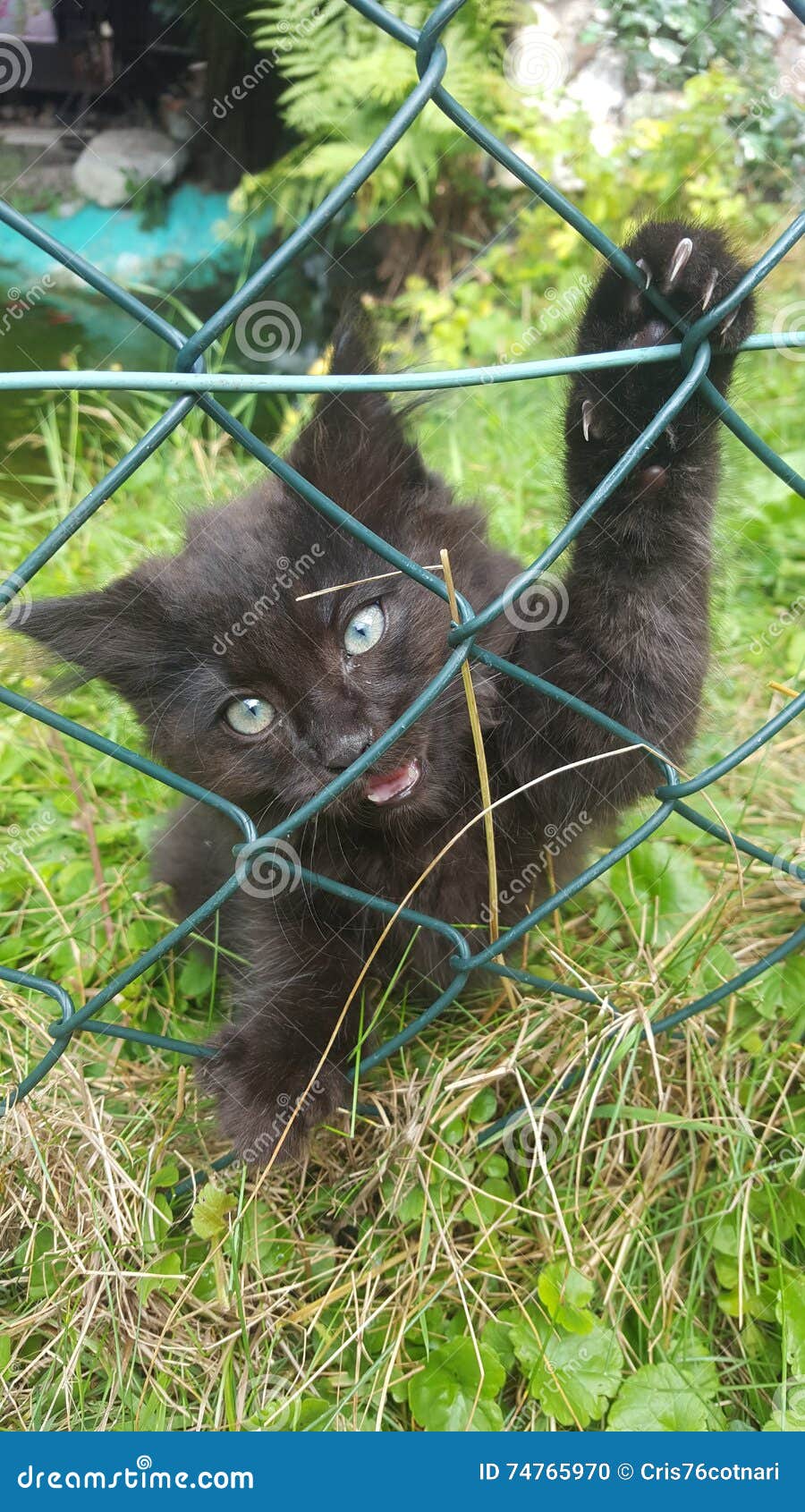 Sweet Cat stock photo. Image of sweet, beautiful, animals - 74765970