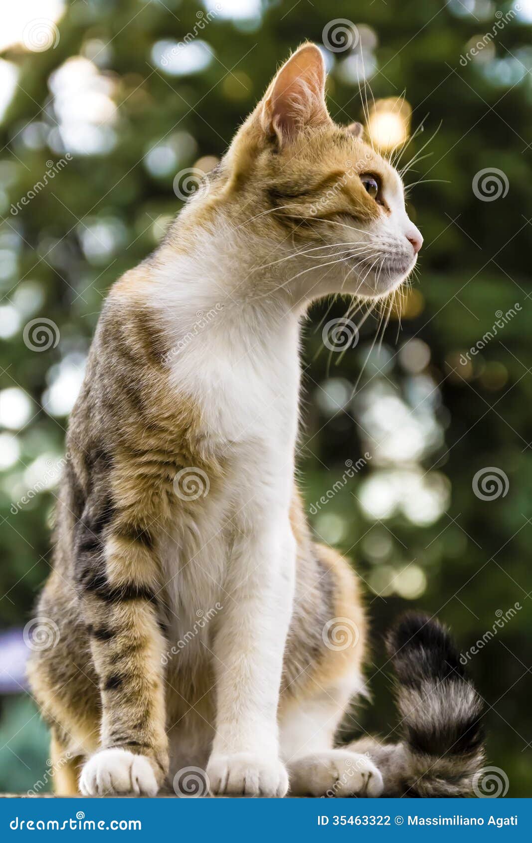Sweet cat stock photo. Image of pets, face, hair, looking - 35463322