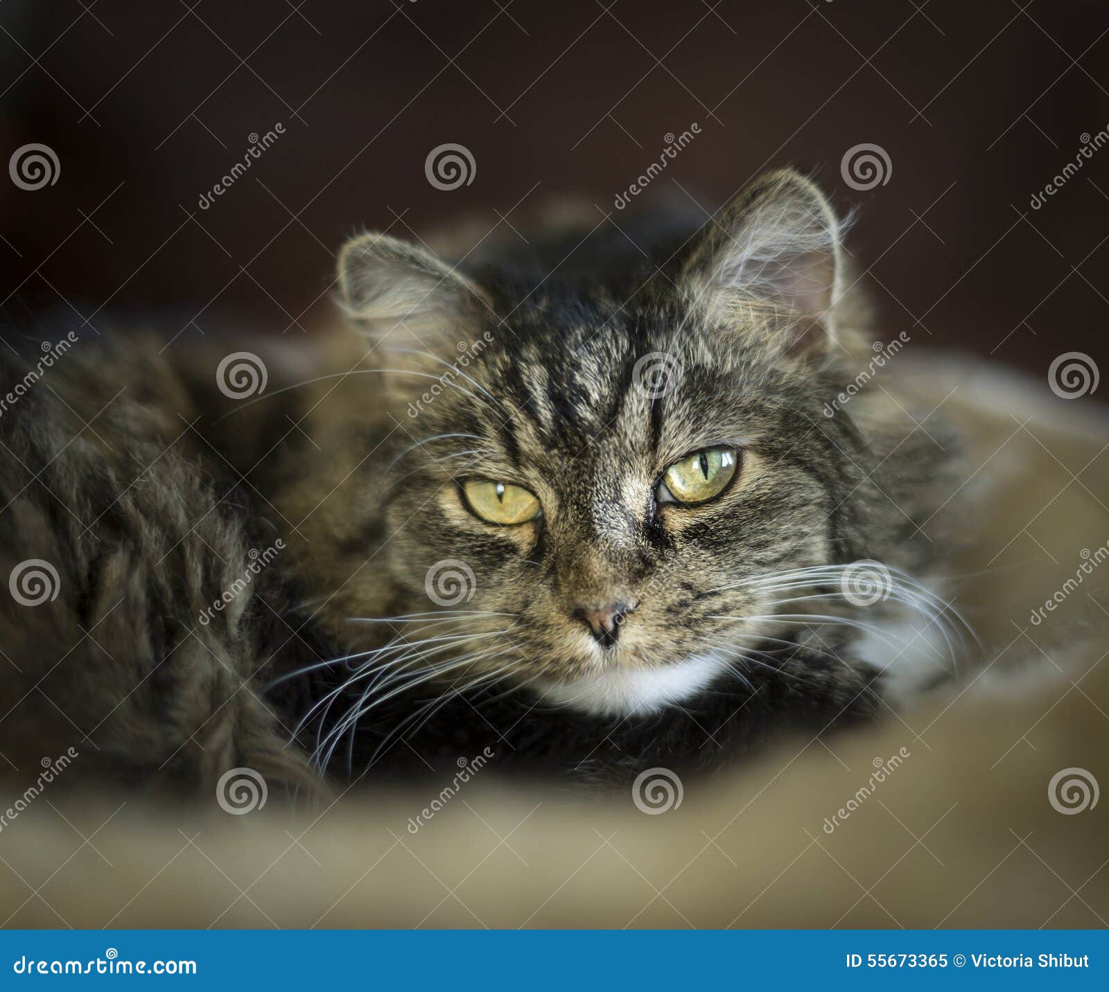 Sweet Cat Look at Camera, Close Up Stock Image - Image of kitty, night ...
