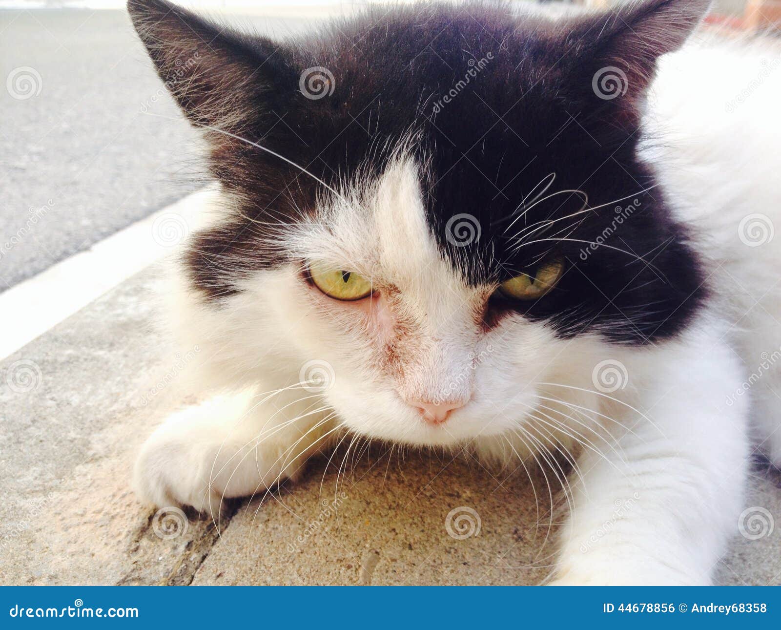 Sweet cat editorial photo. Image of loving, kitty, white - 44678856