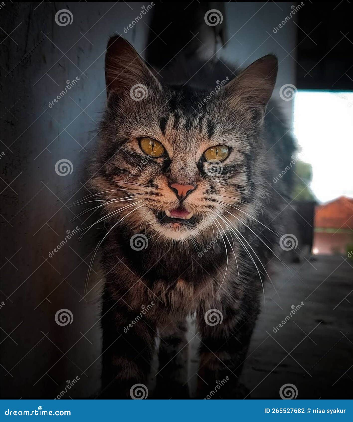 Sweet Cat that Looks Ferocious Stock Photo - Image of ferocious ...