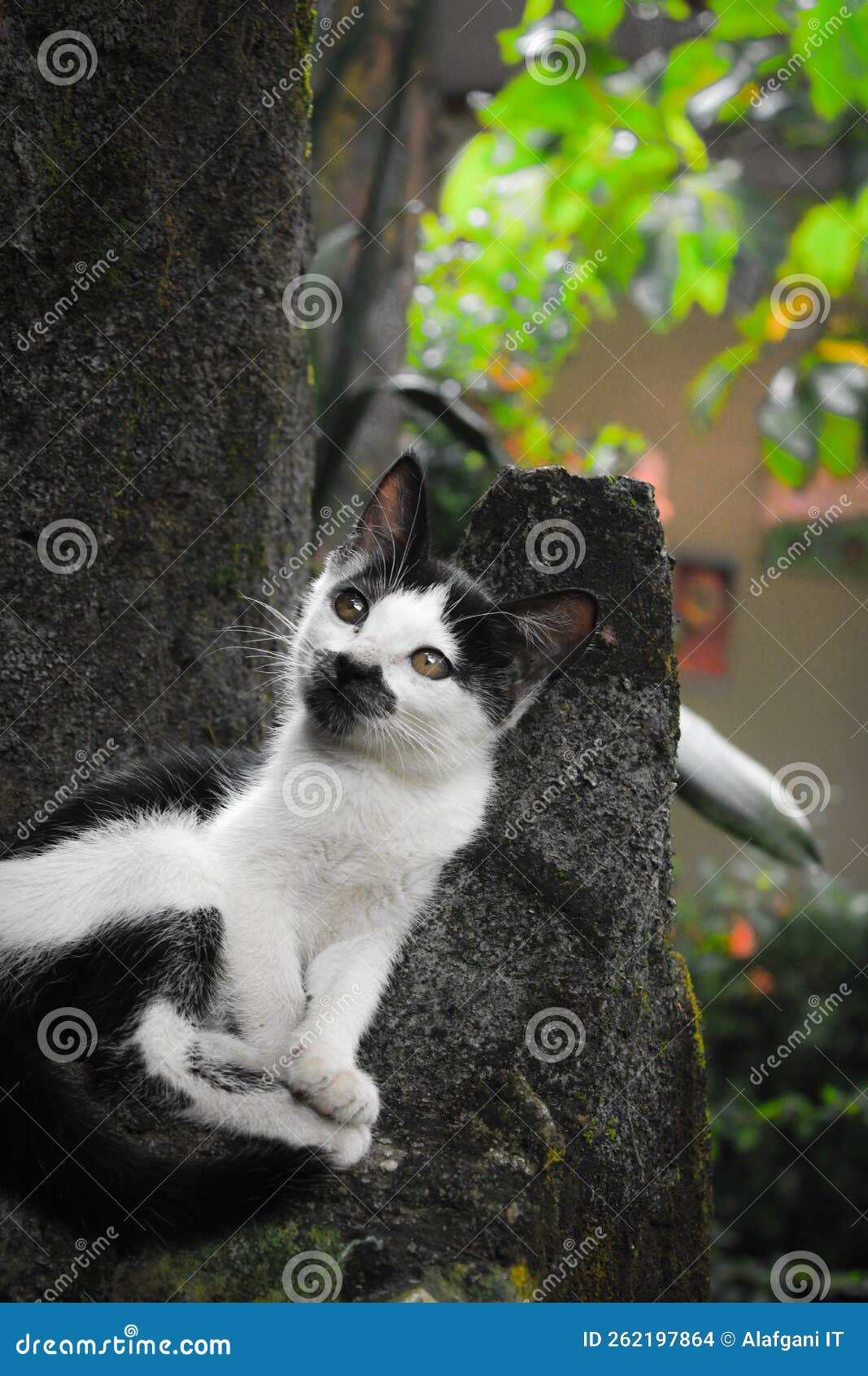 Sweet cat on tree stock photo. Image of kitty, catlovers - 262197864