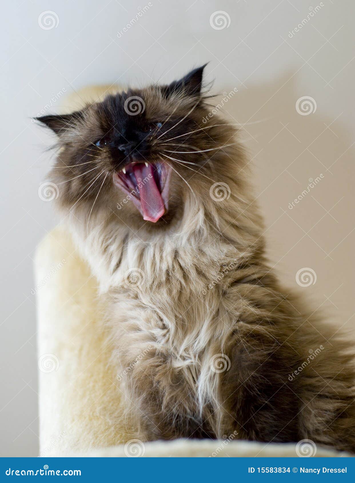 Sweet cat yawn stock photo. Image of curious, cute, inquiring - 15583834