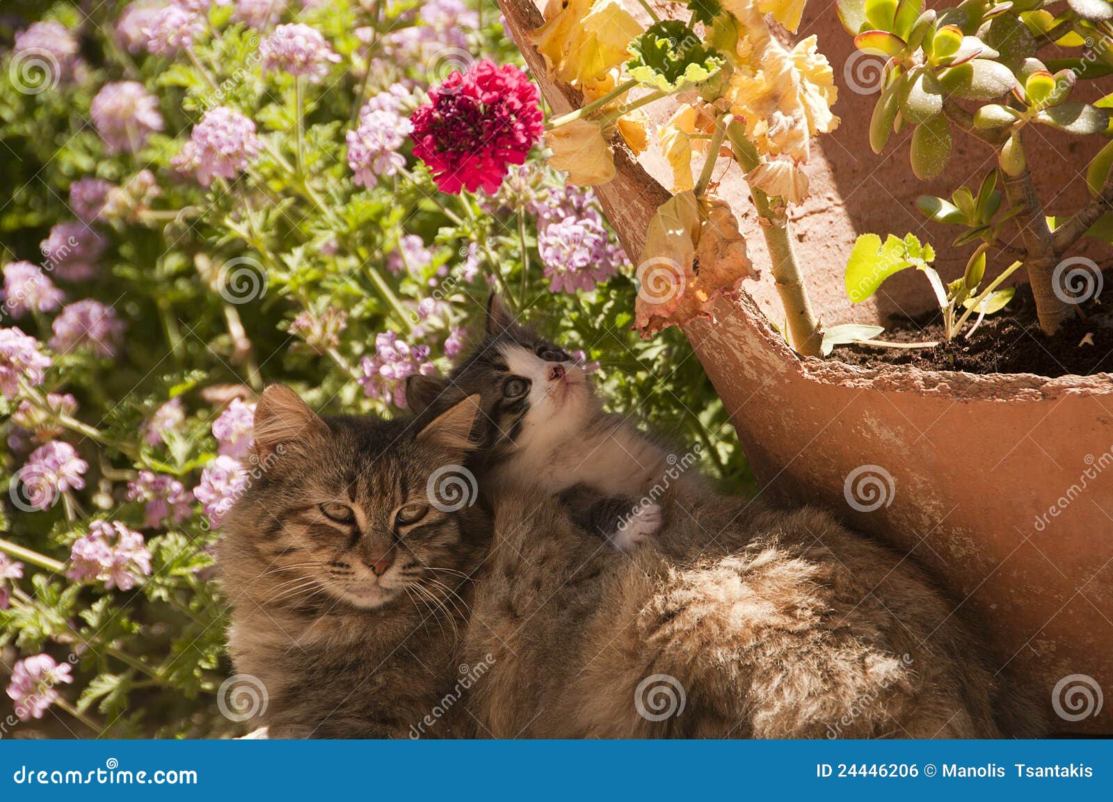 Sweet cats stock photo. Image of little, pretty, looking - 24446206