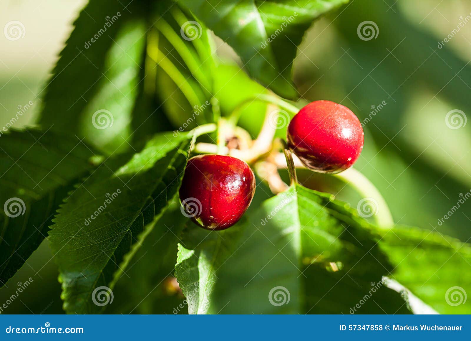 Sweet Cherries (prunus Avium) Stock Photo - Image of avium, heart: 57347858