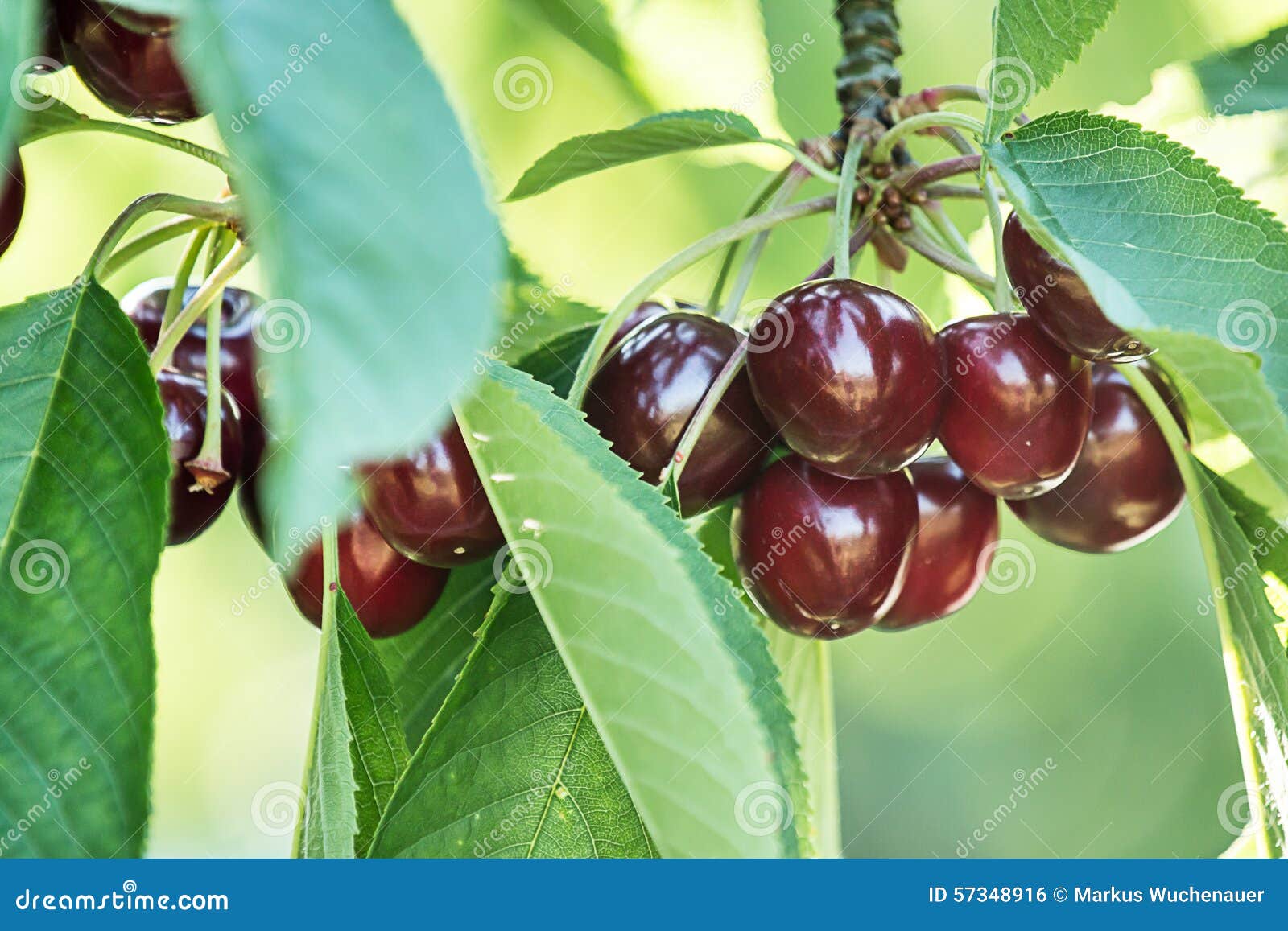 Sweet Cherries (prunus Avium) Stock Photo - Image of ripe, folic: 57348916