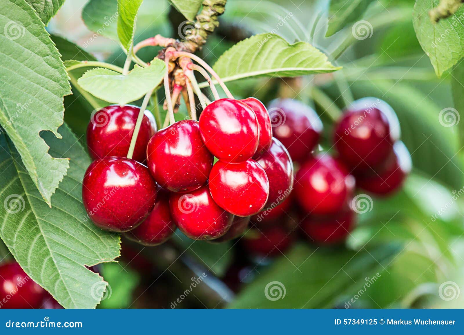 Sweet Cherries (prunus Avium) Stock Image - Image of antioxidant ...