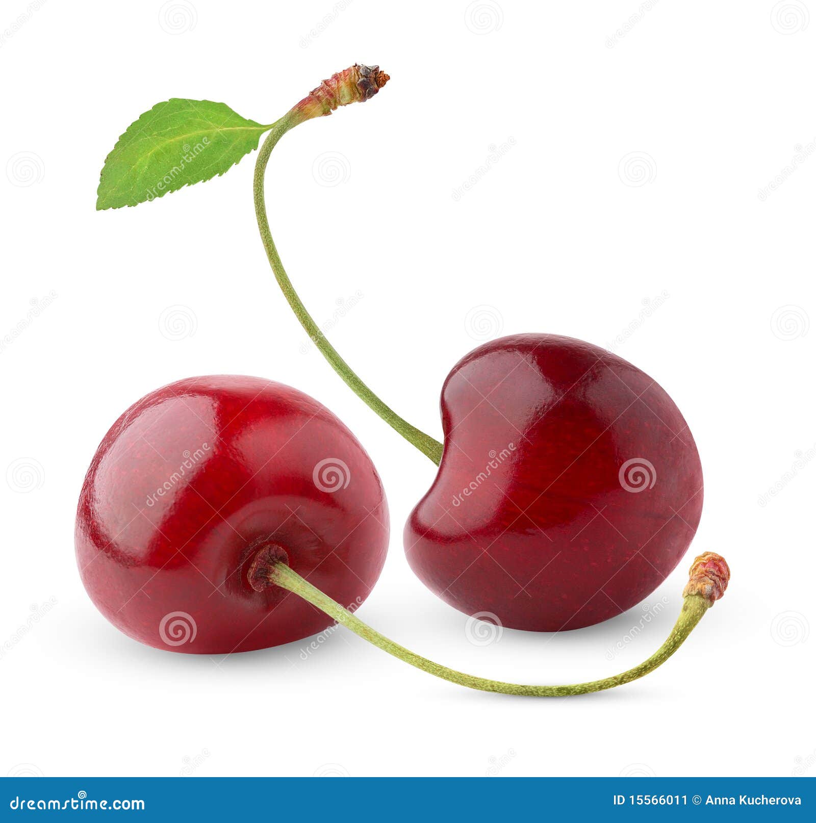 Isolated sweet cherries stock image. Image of leaf, cherries - 15566011