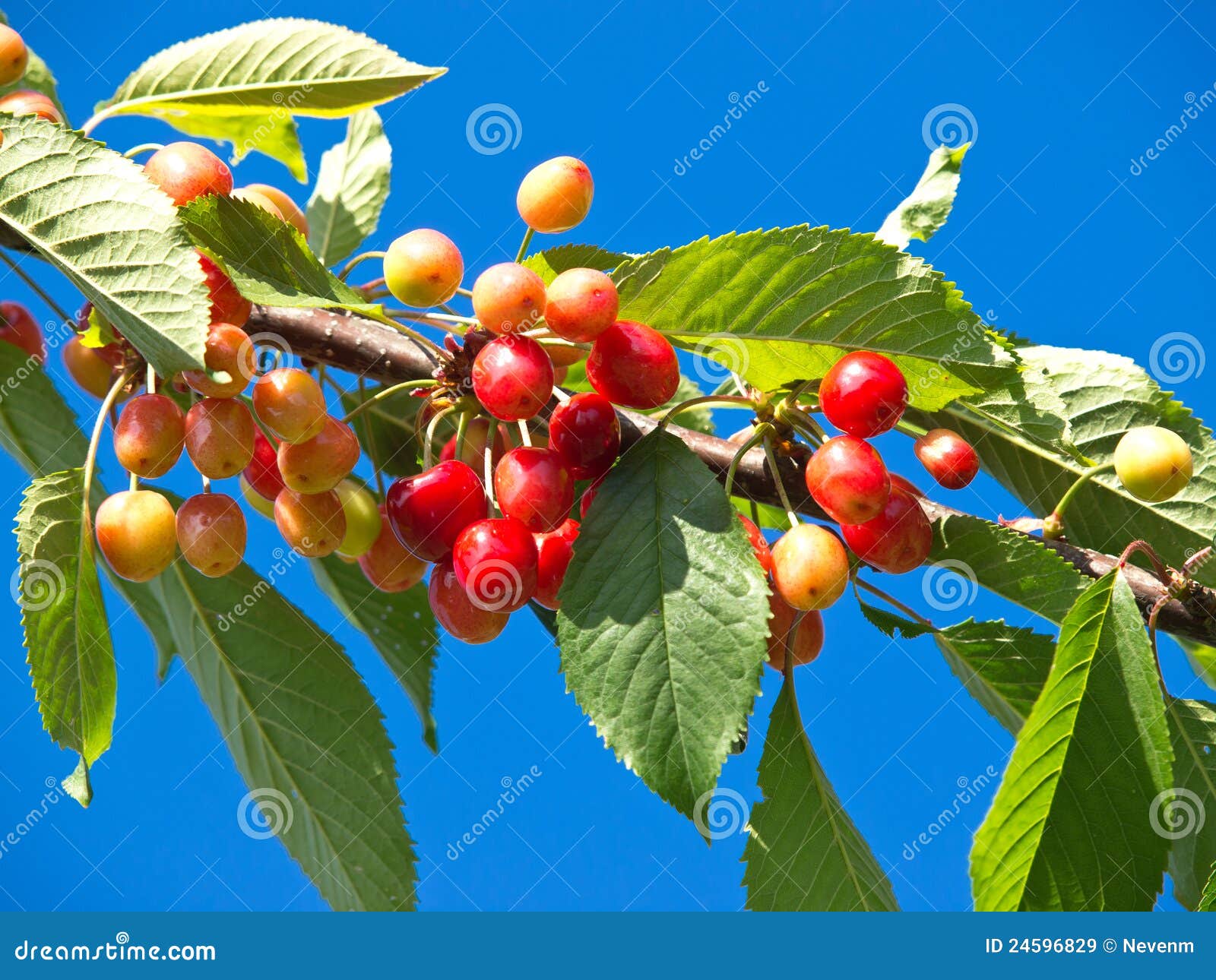 Sweet cherry stock image. Image of agriculture, harvest - 24596829