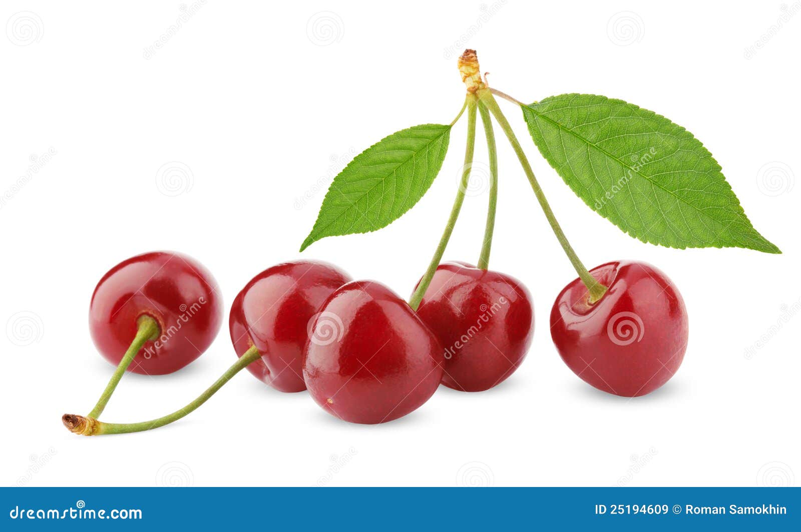 A Red Cherry Berry Hangs On A Branch Against The Background Of Green ...