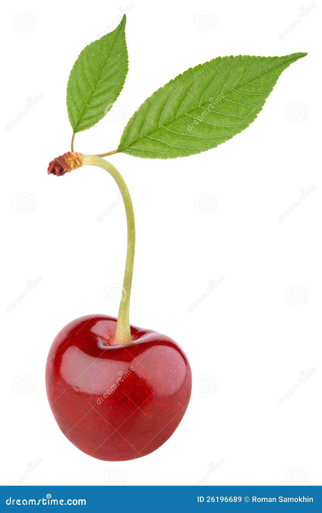 Sweet Cherry Berry with Leaves Stock Image - Image of eating, leaf ...