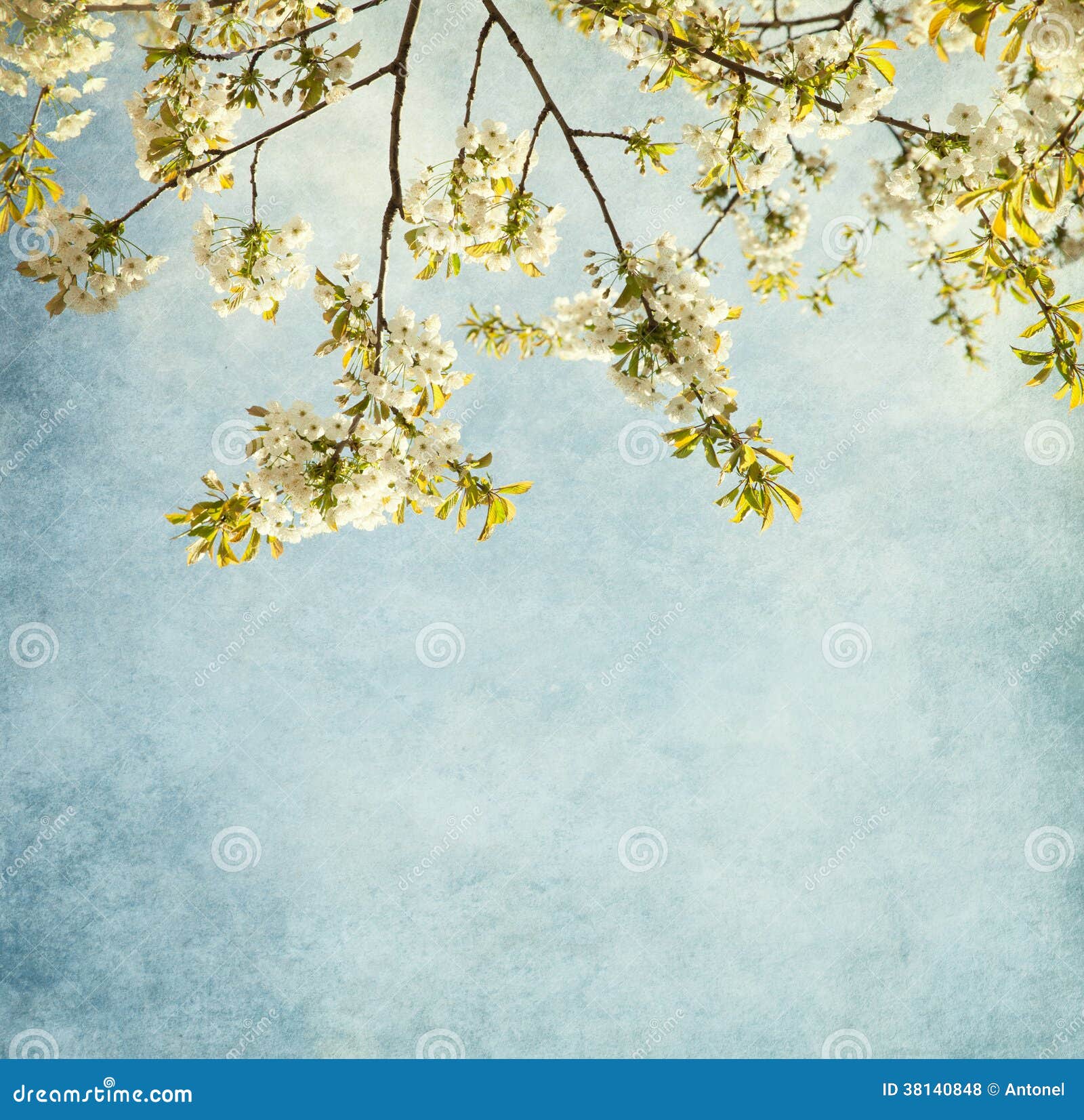 Sweet cherry blossom. stock photo. Image of blossoming - 38140848