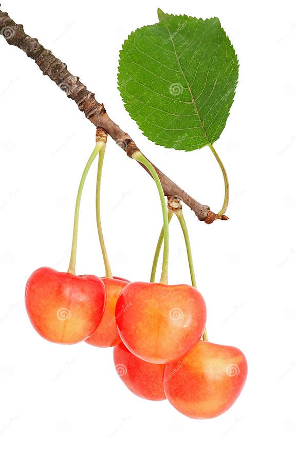 Sweet cherry on the branch stock image. Image of sweet - 18367185