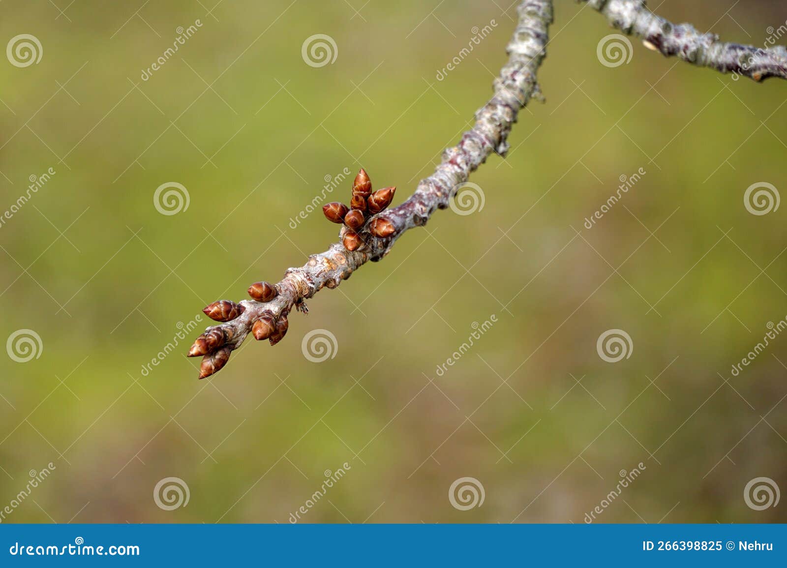 Sweet Cherry Buds Pictured in Mid of Warm January Day Stock Image ...