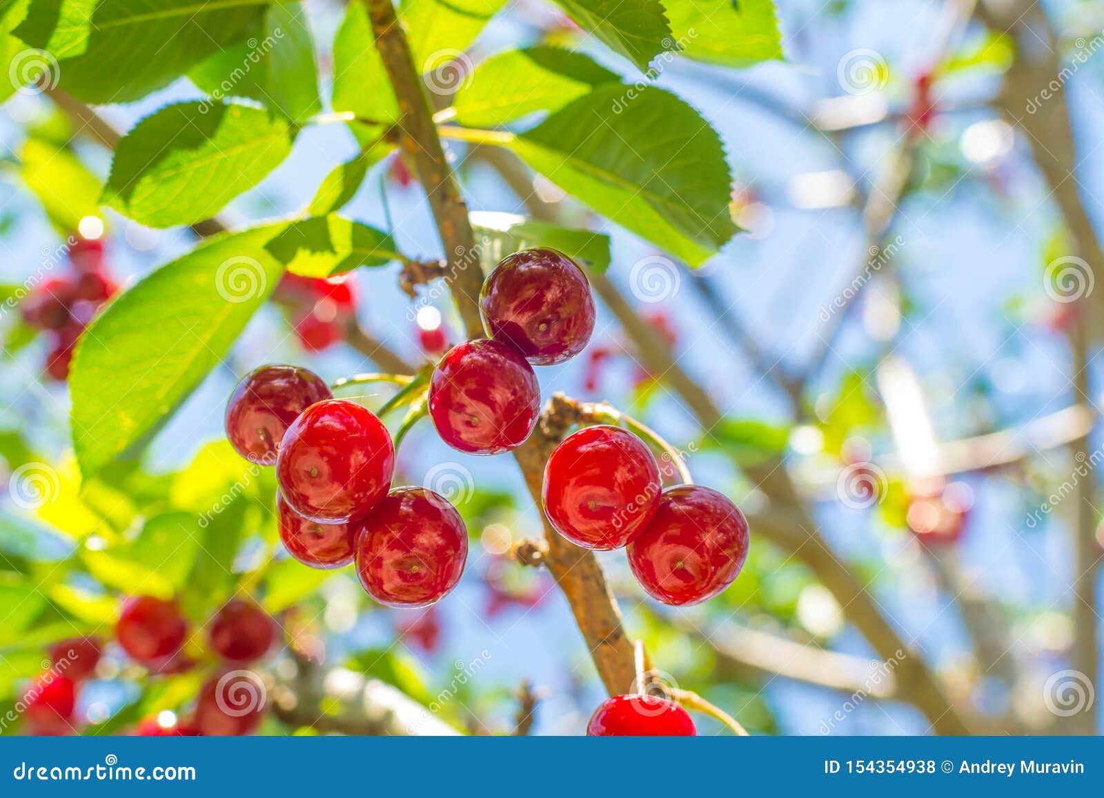 Sweet cherry stock photo. Image of juicy, fresh, orchard - 154354938