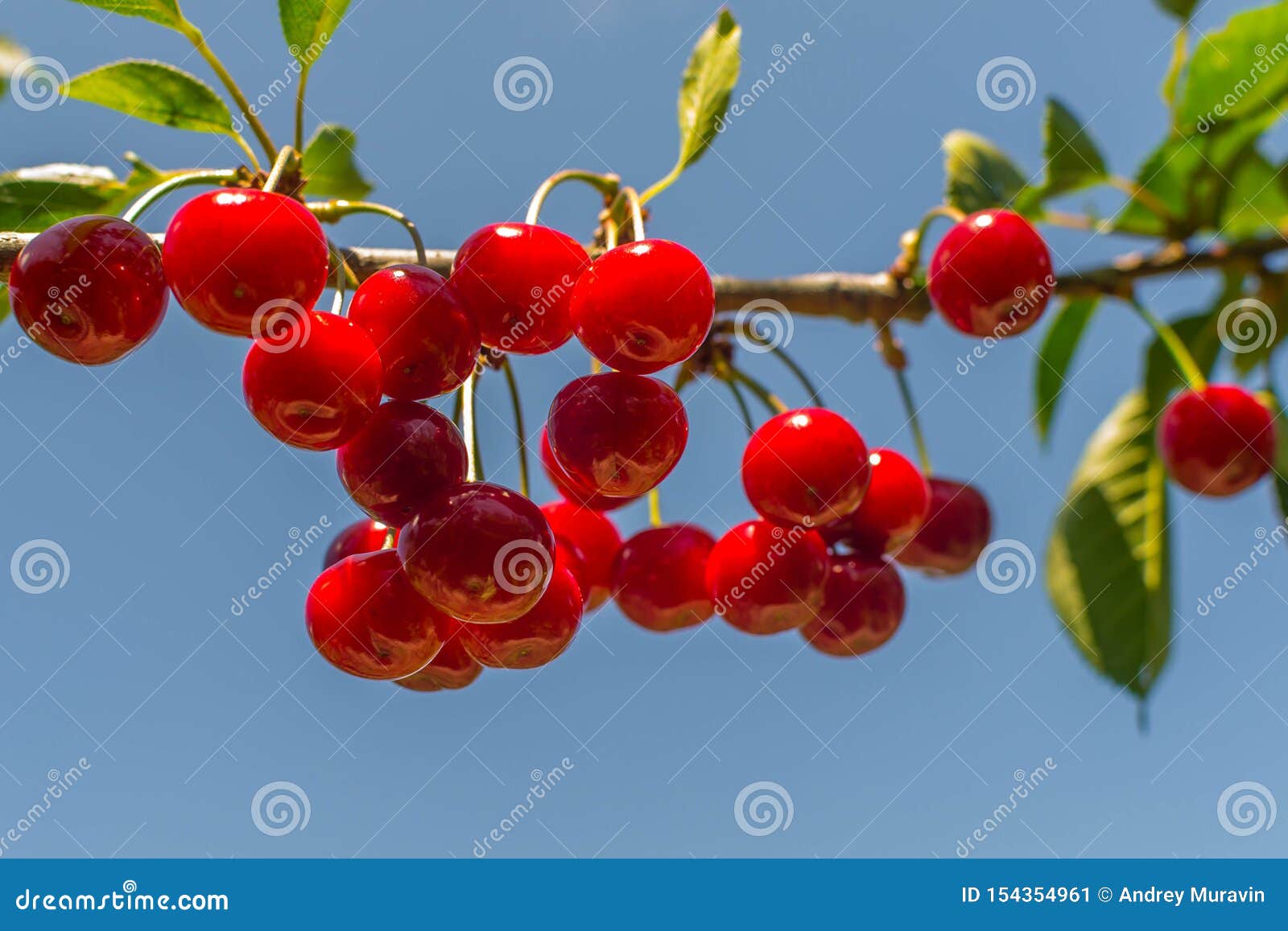 Sweet cherry stock image. Image of cherries, organic - 154354961