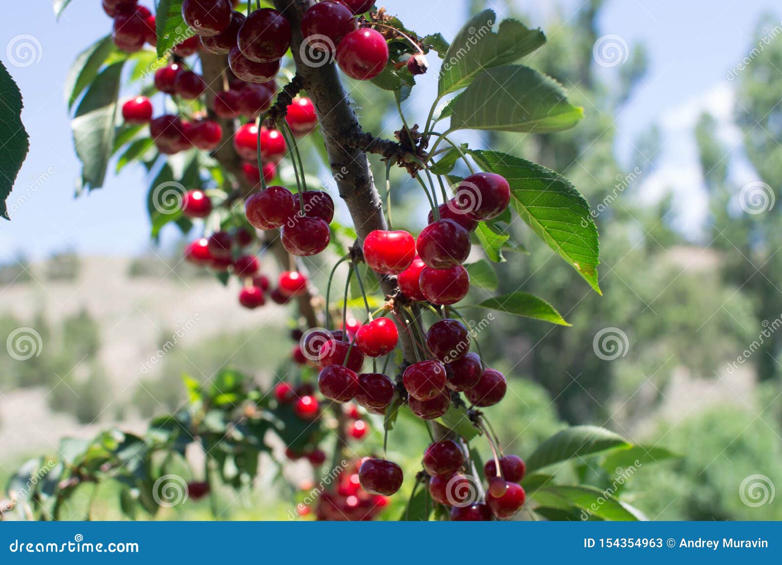 Sweet cherry stock image. Image of spring, yellow, freshness - 154354963