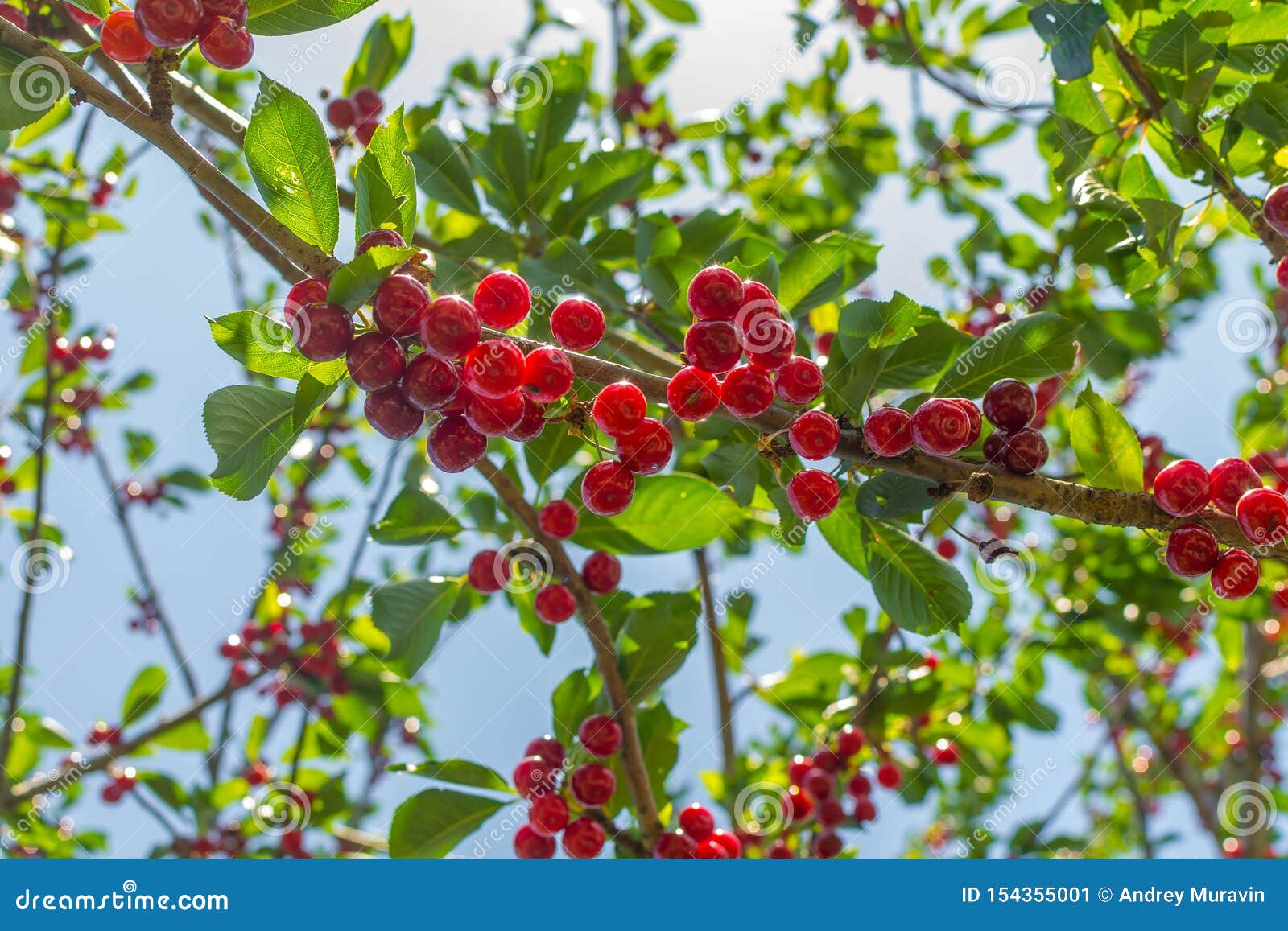 Sweet cherry stock image. Image of green, fresh, branch - 154355001