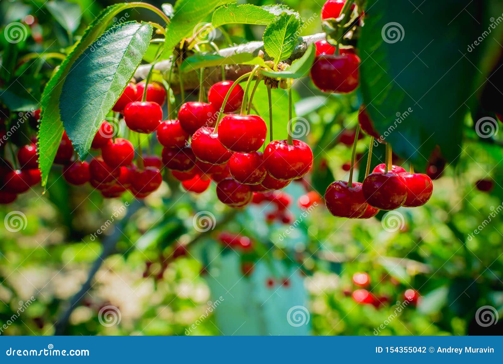 Sweet cherry stock photo. Image of berry, ripe, tree - 154355042