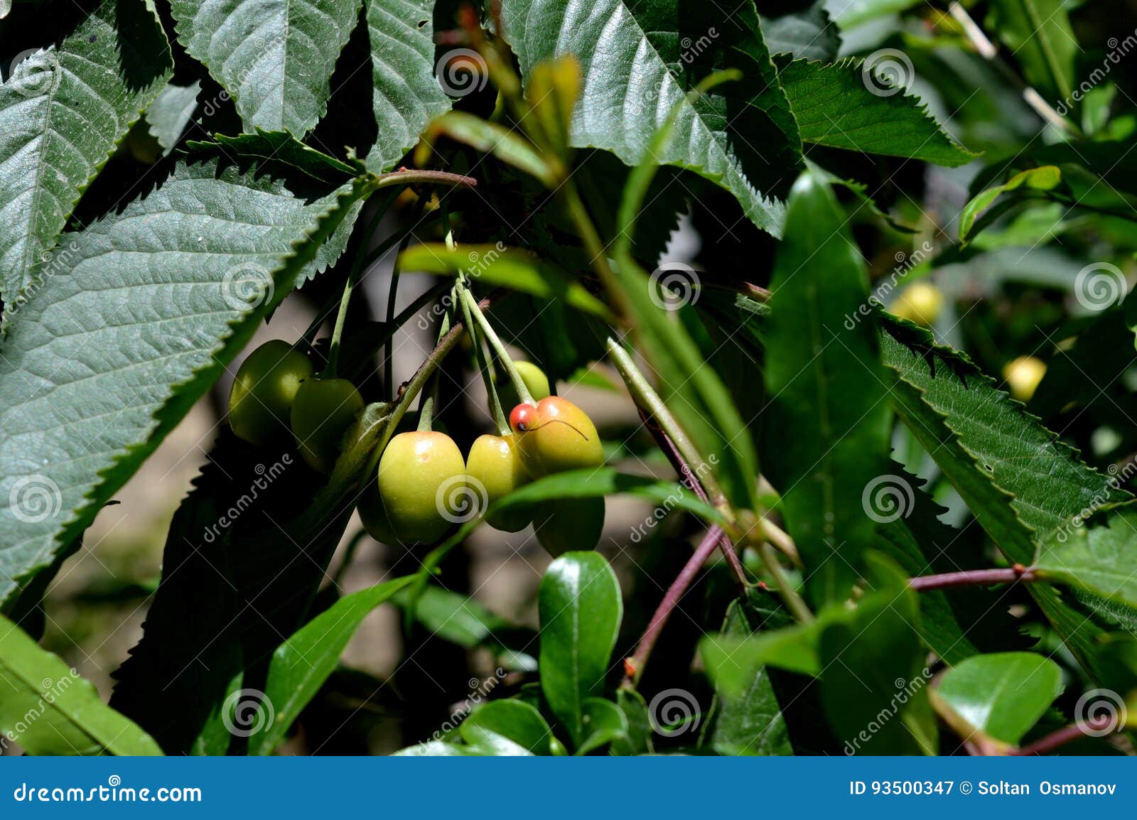 Sweet Cherry. Cherry. Unripe Fruit. Orchard Stock Image - Image of ...