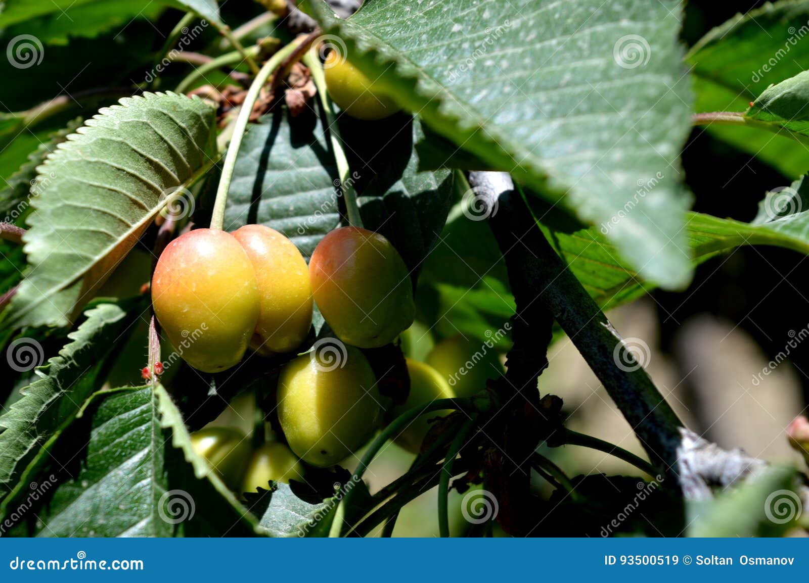 Sweet Cherry. Cherry. Unripe Fruit. Orchard Stock Image - Image of ...