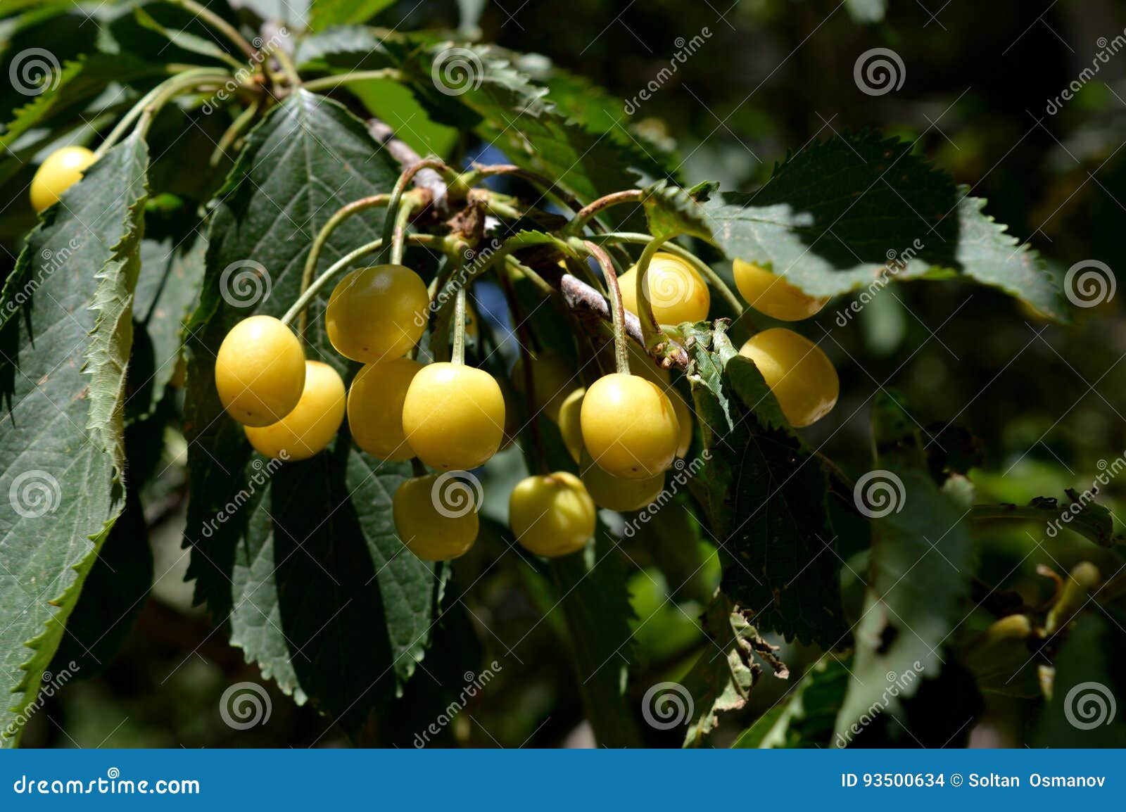 Sweet Cherry. Cherry. Unripe Fruit. Orchard Stock Photo - Image of ...