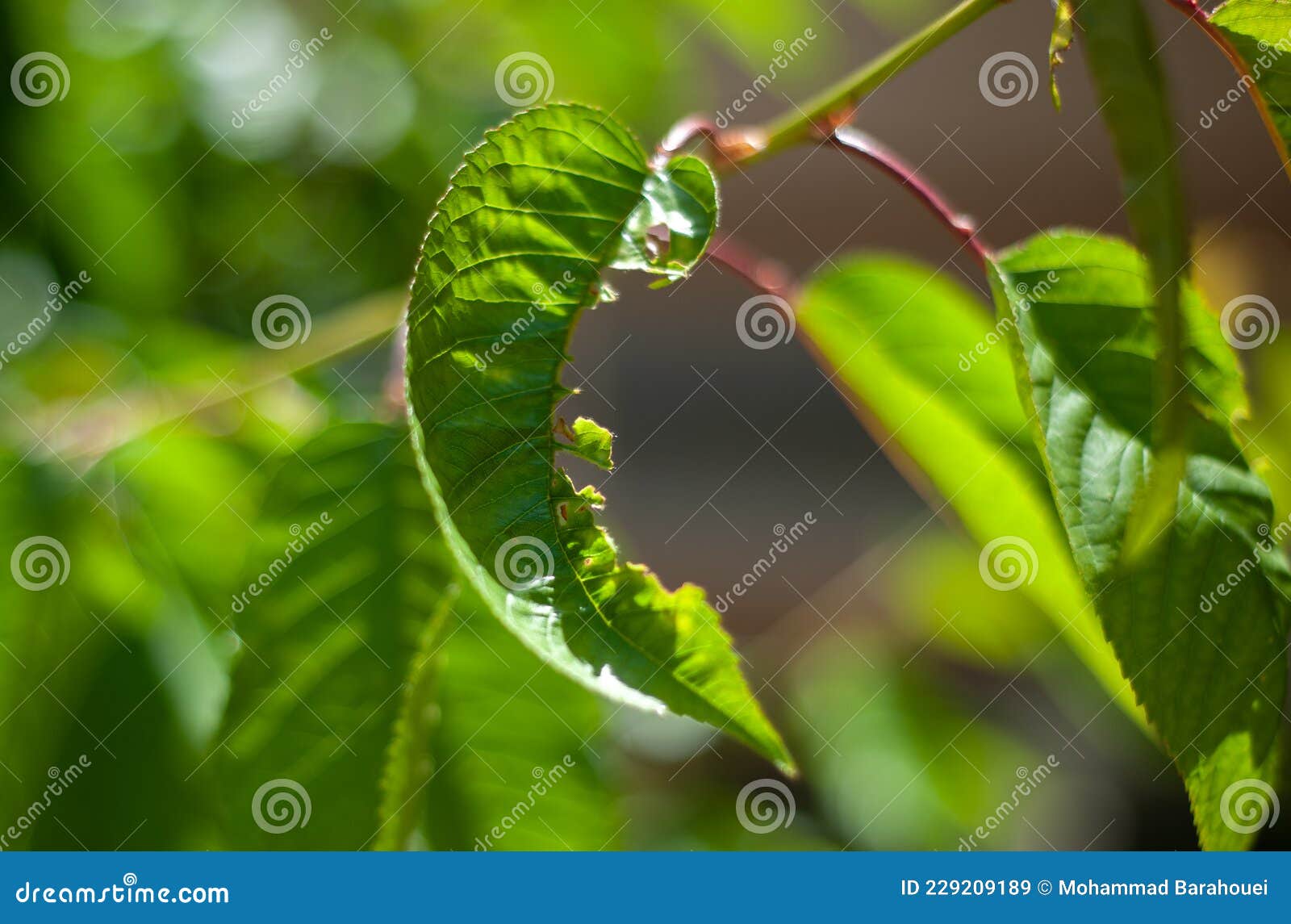 Sweet Cherry Leaf Eaten by Insects Stock Image - Image of vein ...