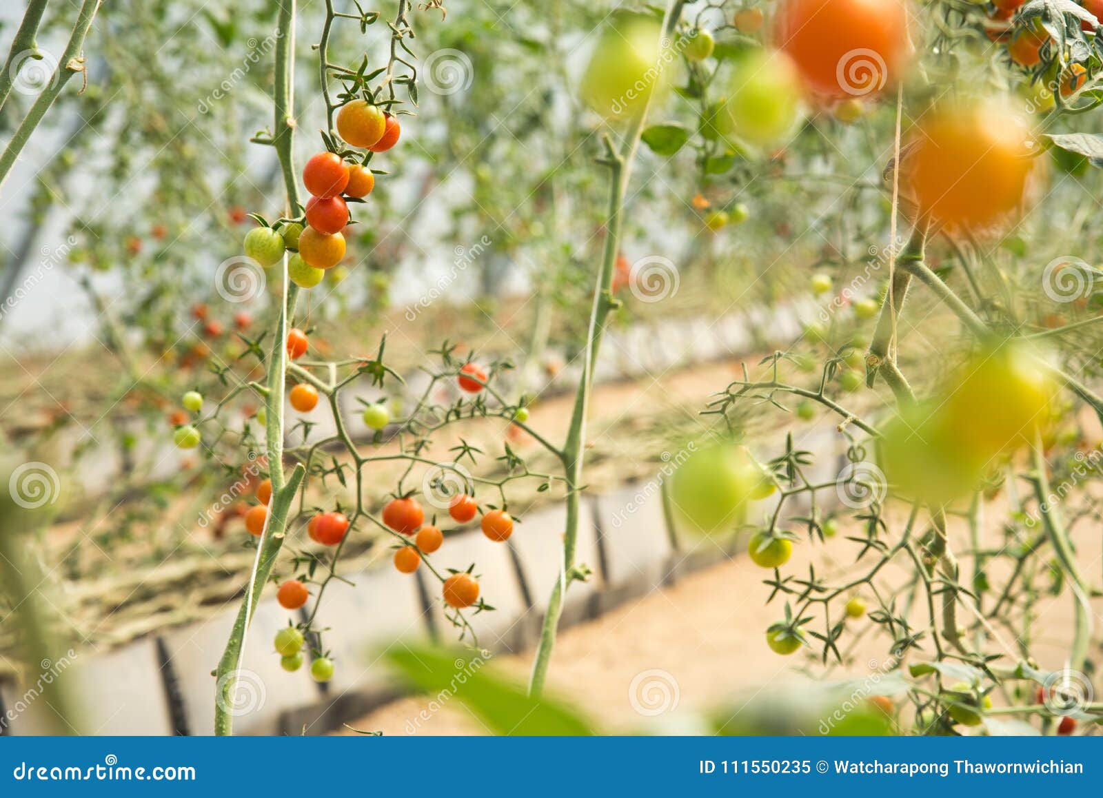 Sweet cherry tomato farm stock image. Image of plant - 111550235