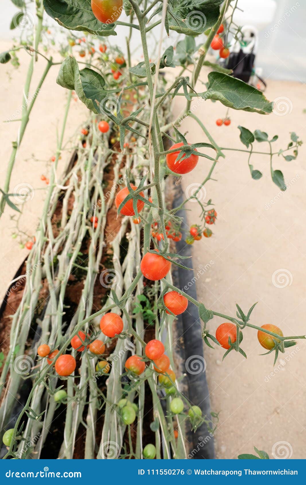 Sweet cherry tomato farm stock photo. Image of farm - 111550276