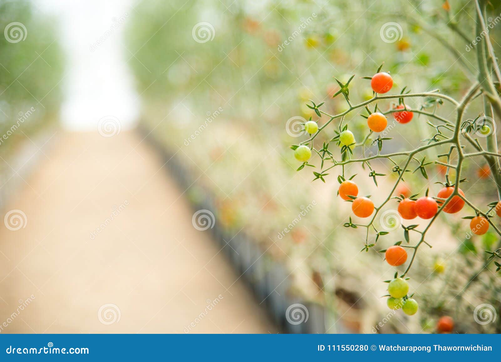 Sweet cherry tomato farm stock photo. Image of gardening - 111550280