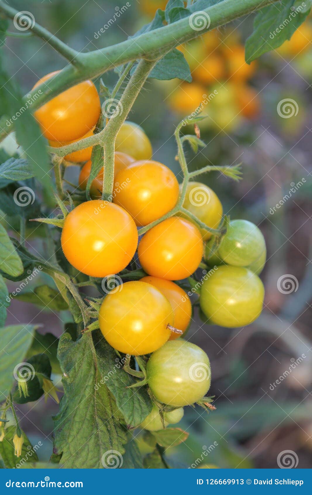 Sweet Cherry Tomatoes stock image. Image of snack, cherry - 126669913