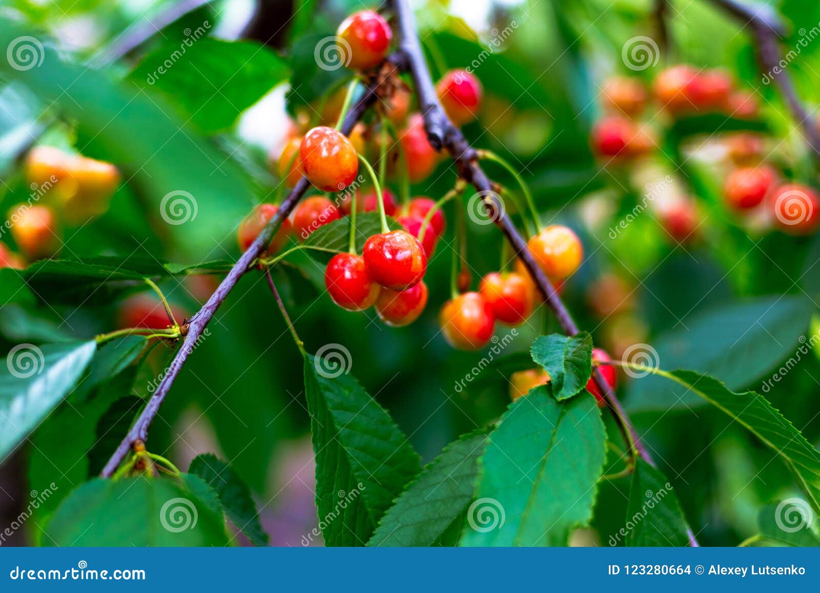 Sweet cherry on the tree stock photo. Image of gardening - 123280664