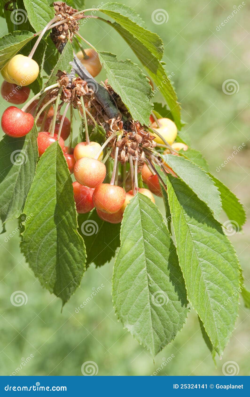 Sweet cherry tree stock image. Image of leaf, agriculture - 25324141