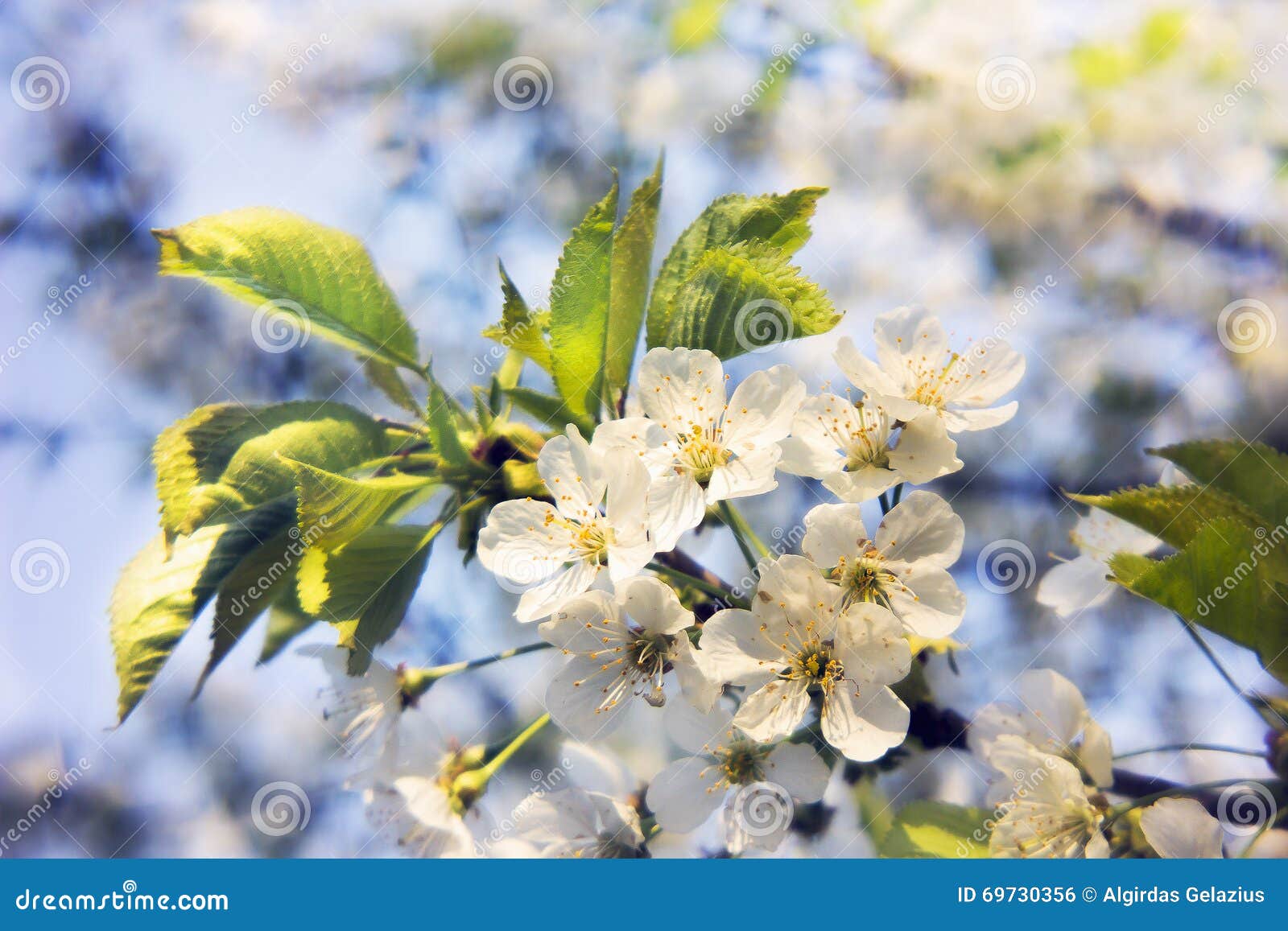 Sweet cherry tree blossoms stock photo. Image of plant - 69730356