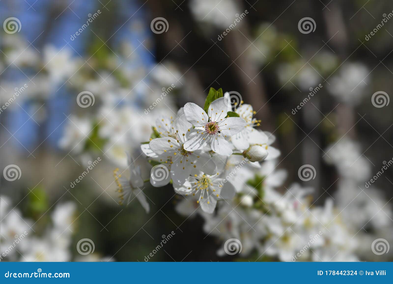 Sweet cherry tree stock photo. Image of prunus, outdoors - 178442324