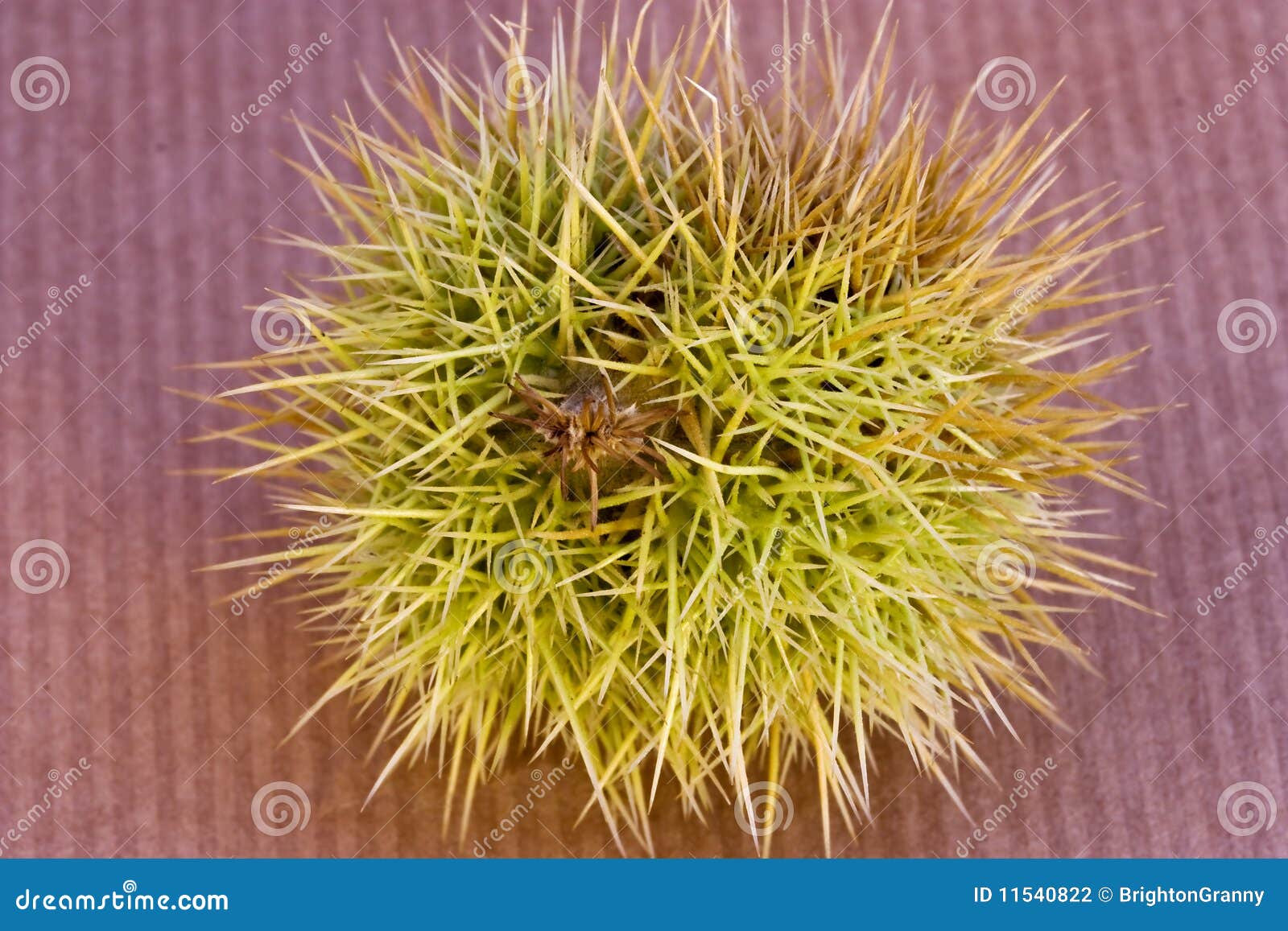 Prickly sweet chestnut stock photo. Image of shell, stripes - 11540822