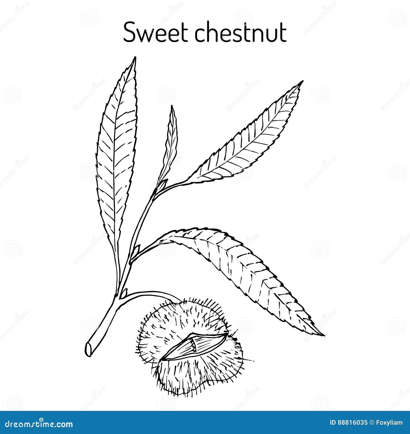 Sweet Chestnut Castanea Sativa Stock Vector - Illustration of snack ...