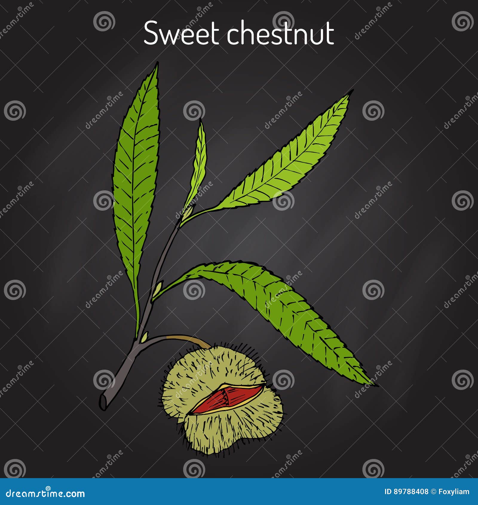 Sweet Chestnut Castanea Sativa Opened Mature Fruit With Seed Over Dried ...