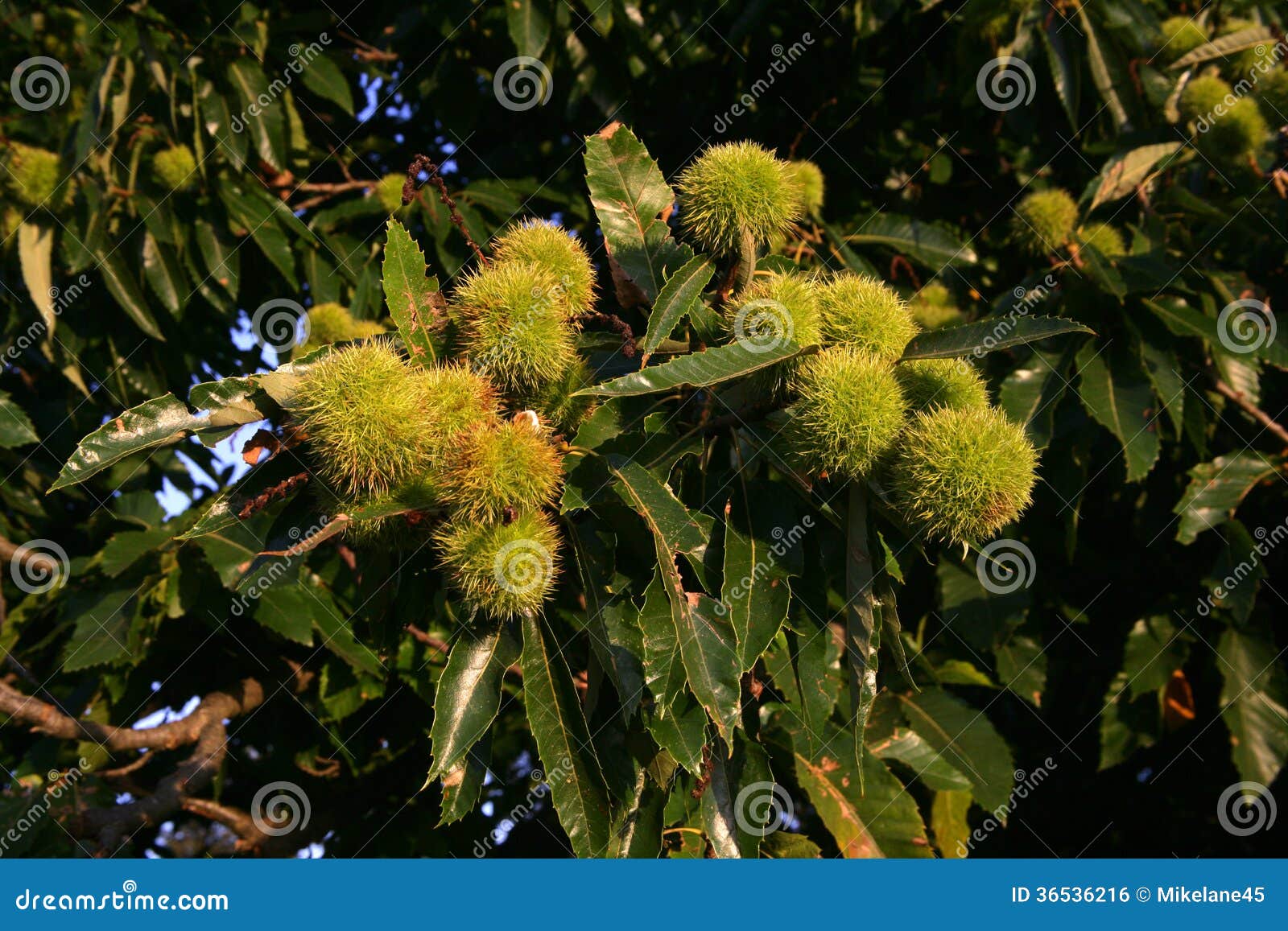 Sweet Chestnut, Castanea Sativa Stock Photo - Image of flora, wood ...