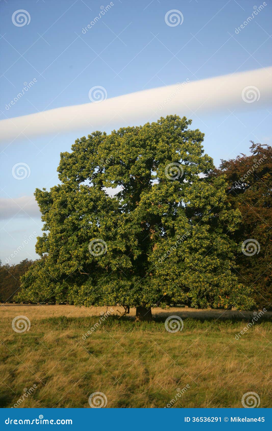 Sweet Chestnut, Castanea Sativa Stock Image - Image of wood, chestnut ...