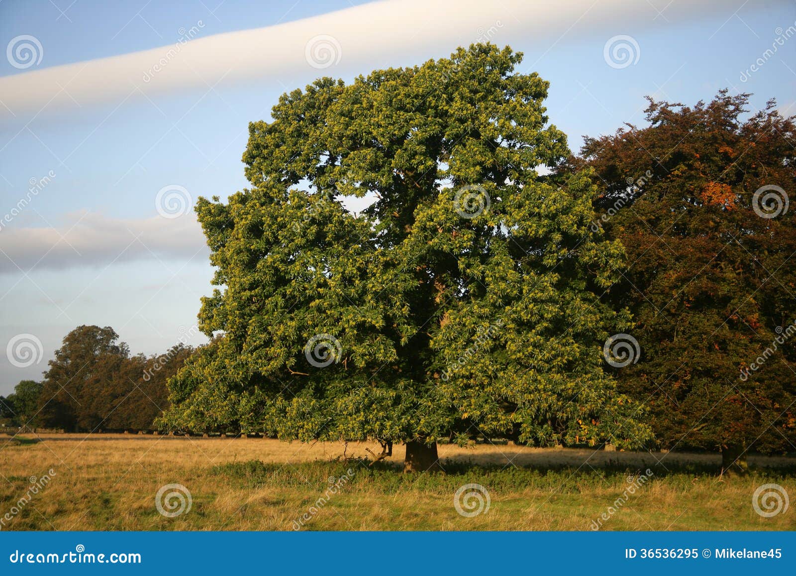 Sweet Chestnut, Castanea Sativa Stock Image - Image of pasture, autumn ...