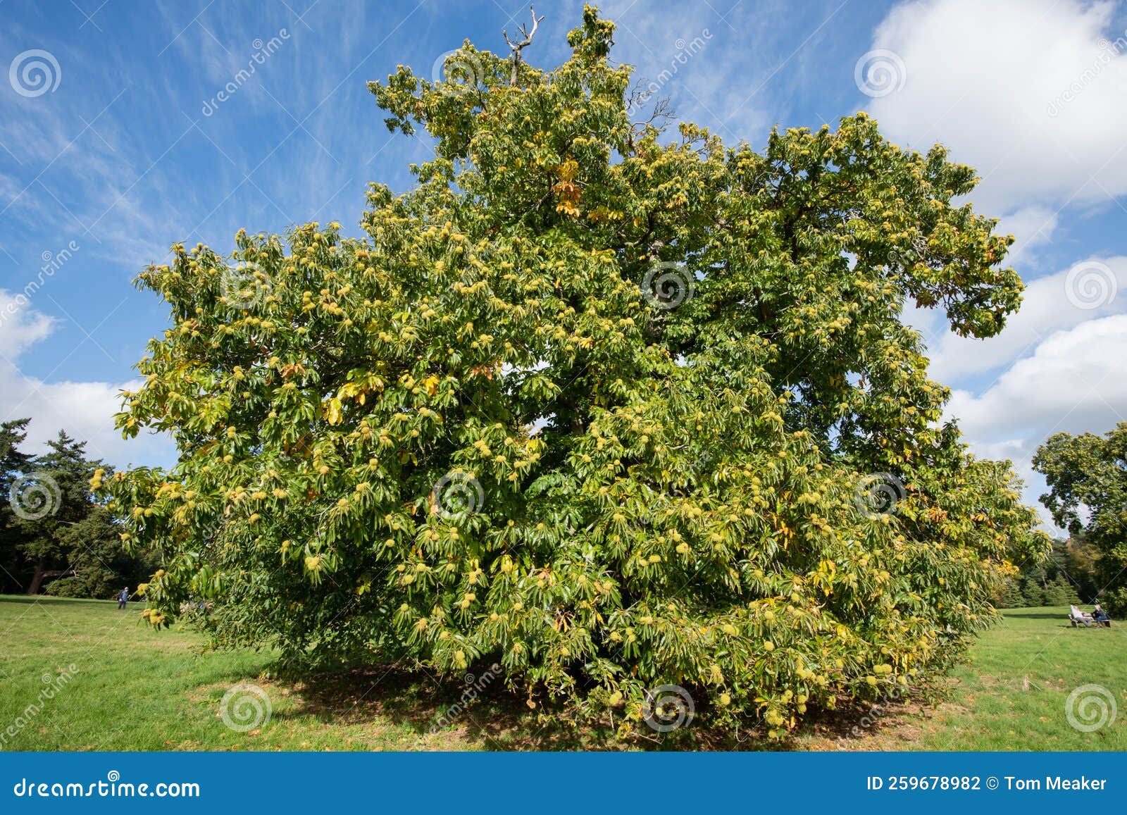 Sweet Chestnut Castanea Sativa Tree Stock Photo - Image of natural ...