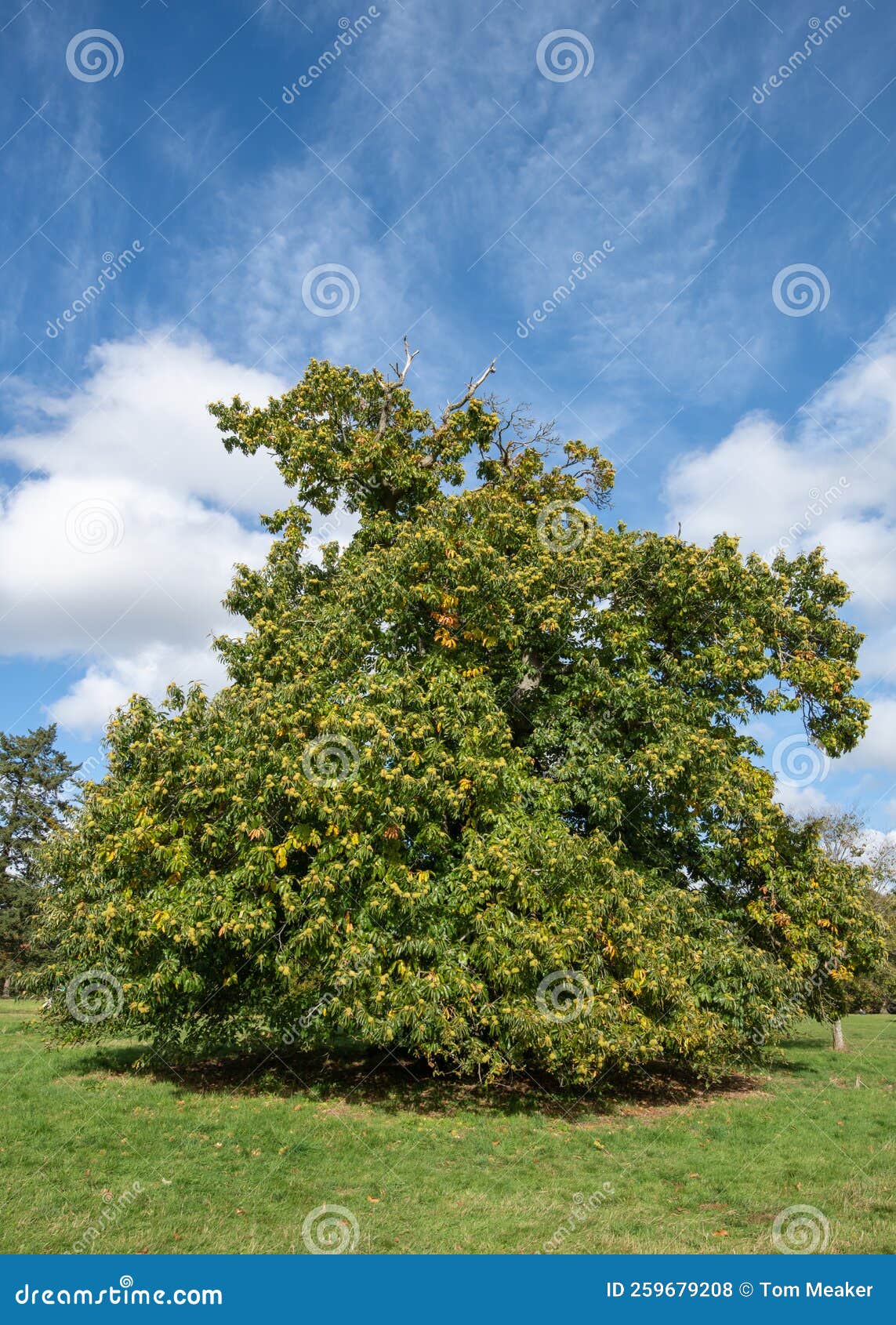 Sweet Chestnut Castanea Sativa Tree Stock Photo - Image of fresh ...