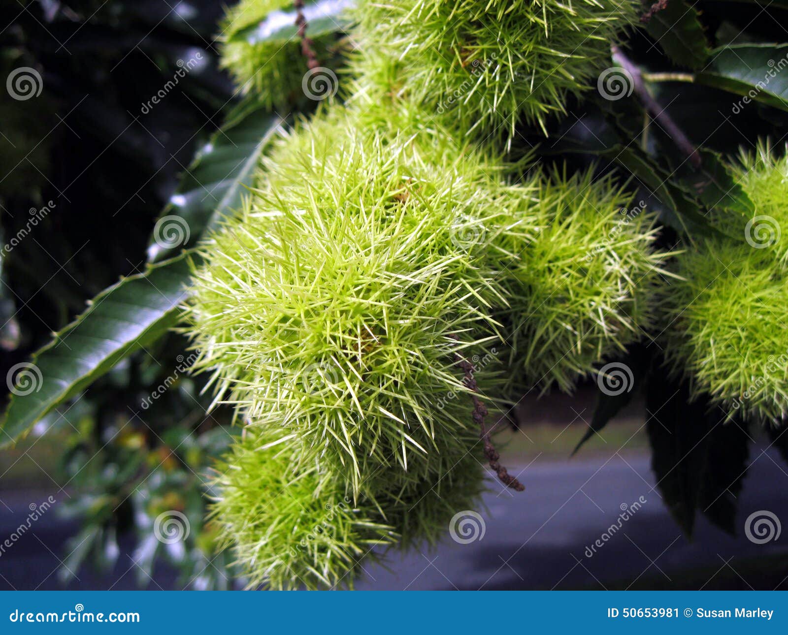 Sweet Chestnut stock image. Image of tree, spikes, edible - 50653981