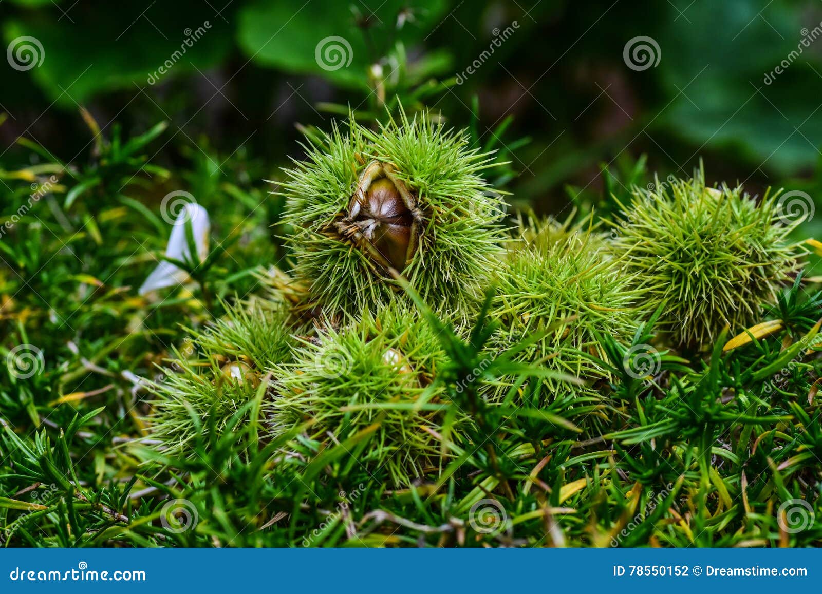 Sweet chestnut stock photo. Image of food, garden, ripe - 78550152
