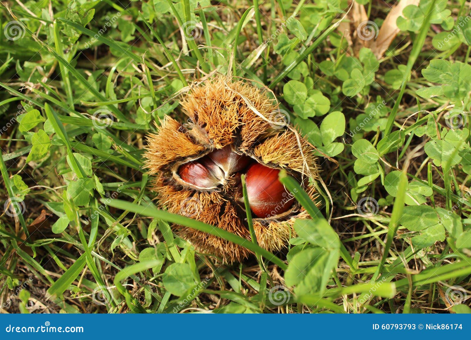 Sweet Chestnut stock image. Image of chestnut, autumn - 60793793